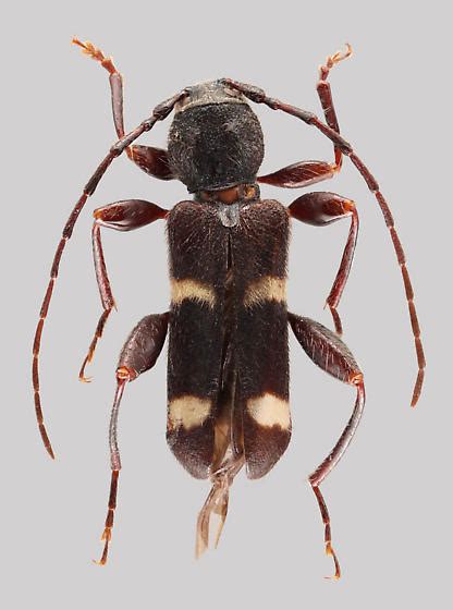 Phymatodes Varius Bugguide Net