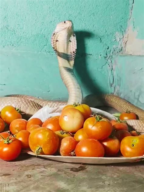 टमाटर की सुरक्षा करते दिखा किंग कोबरा लोग बोले खजाने से कम है क्या