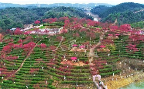 湖南郴州樱花绽放醉游人 人民图片网