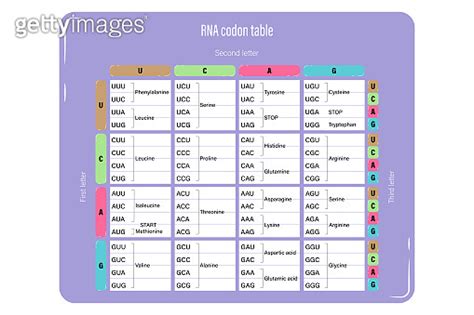 Rna Codon Table Vector Genetic Code The Three Bases Of An Mrna Codon Amino Acid Sequence 이미지