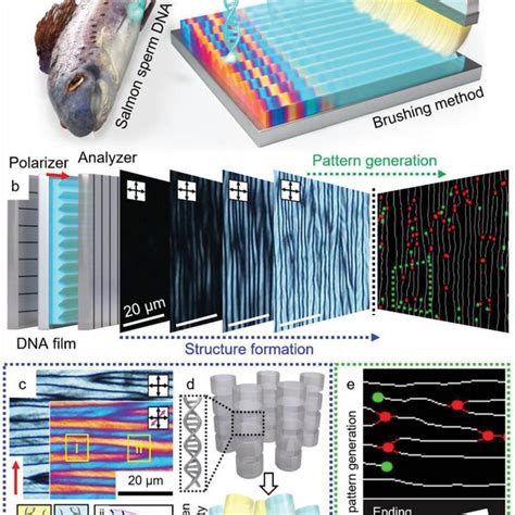 Generation Of Dna Physical Unclonable Function A Schematic