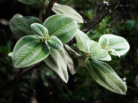 Pleroma Heteromallum