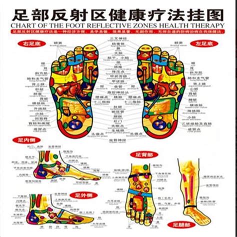 熱賣 穴位圖 足部人體經絡穴位圖片足底反射區掛圖腳部按摩標準穴位圖中醫養生 蝦皮購物