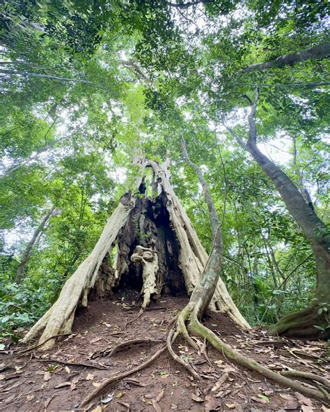 I Ch A L Nh Khu R Ng Green List U Ti N C A Vi T Nam