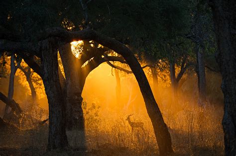 Tree Counter Is Astonished By How Many Trees There Are Goats And Soda