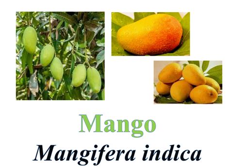 Crop Disease Download Now Dulomix