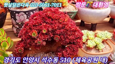 햇살담은다육 1주년 기념행사 방문고객님을 위해 예쁜아이들 준비했습니다 놀라운색감♡ 착한가격 Youtube