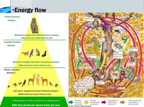 Ecosystems Structure And Function Pptx