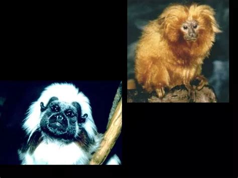 PPT Exploring Species And Speciation Theories A Comprehensive Overview PowerPoint