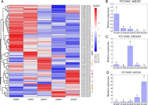 Genome Wide Identification And Transcriptional Profiling Of The Basic Helix Loop Helix Gene