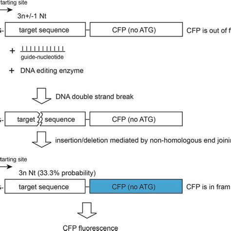 The Principle For A Frame Shift Fluorescence Protein That Is