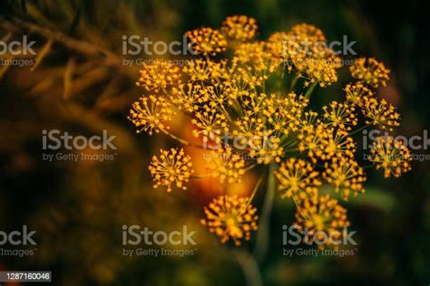 딜의 클로즈업 녹색 배경에 딜 우산 잔디와 잎의 배경에 딜의 꽃 샐러드와 수제 준비를위한 유용한 허브 0명에 대한 스톡 사진 및