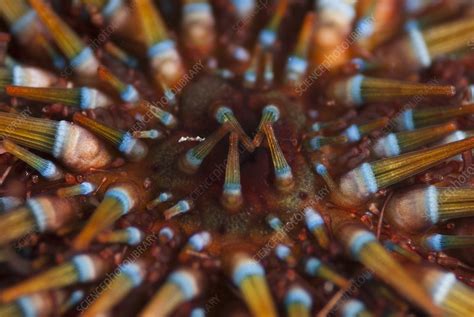 Sea Urchin Mouth Stock Image C010 9336 Science Photo Library