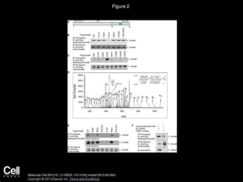 Arginine Methylation Initiates Bmp Induced Smad Signaling Ppt Download