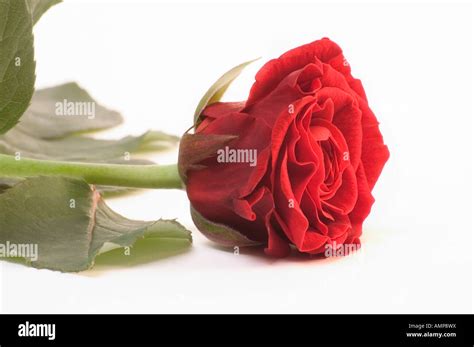 Closeup Of Single Red Rose On A White Background Stock Photo Alamy