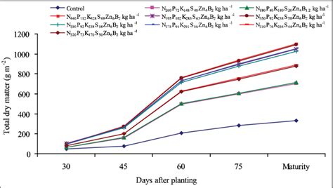 Total Dry Matter Of Potato In Potato Hybrid Maize Intercropping System