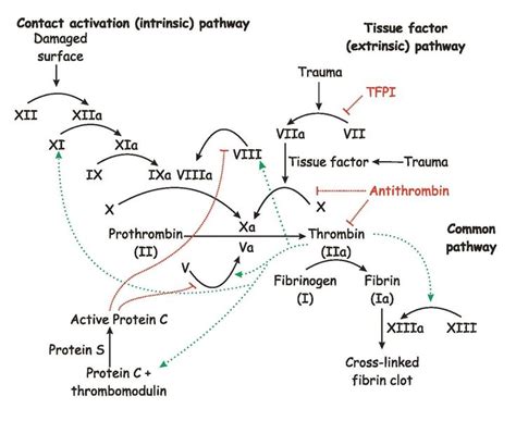 22 Best Images About Clotting Cascade On Pinterest Set Of