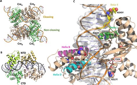 Conformational Dynamics Promotes Disordered Regions From Function Dispensable To Essential In