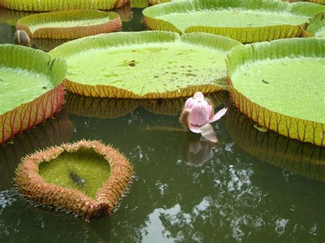 Calebasses Mauritius 2022 Best Places To Visit Tripadvisor