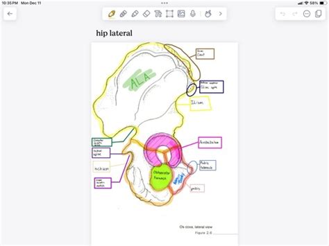 Hip Flashcards Quizlet