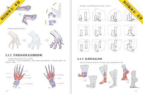 Animation Human Body Structure
