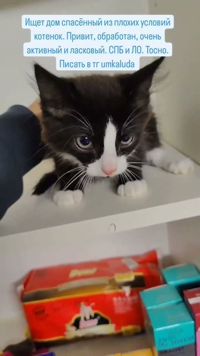 Питер и ЛО Ищет дом 79213735053 ПИСАТЬ В ВОТСАПЕ и телеграм Umkaluda Cat котик ищетдом