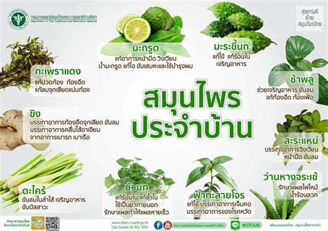 กรมการแพทย์แผนไทยฯ กรมการแพทย์แผนไทยและการแพทย์ทางเลือก