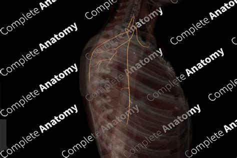Supraclavicular Branches Of Brachial Plexus Left Complete Anatomy