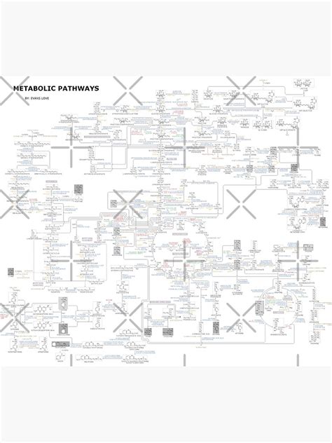 Metabolic Pathway Poster For Sale By Sciencestores Redbubble