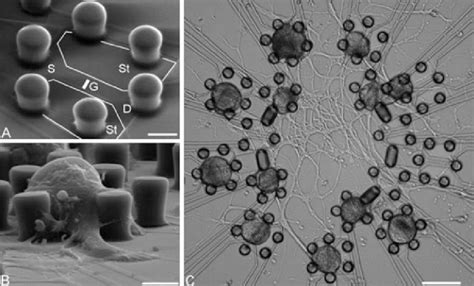 Neuron Silicon Chip A Electronmicrograph Of Two Way Contact With
