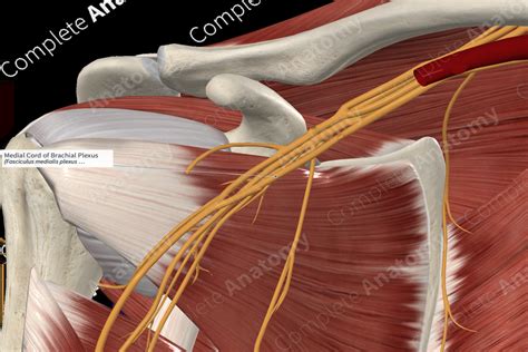 Medial Cord Of Brachial Plexus Complete Anatomy