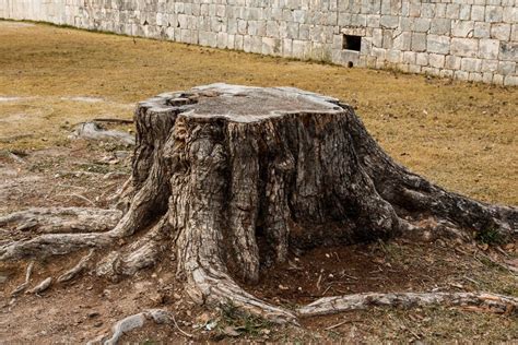 Reasons To Remove That Old Tree Stump Southern Star Stump