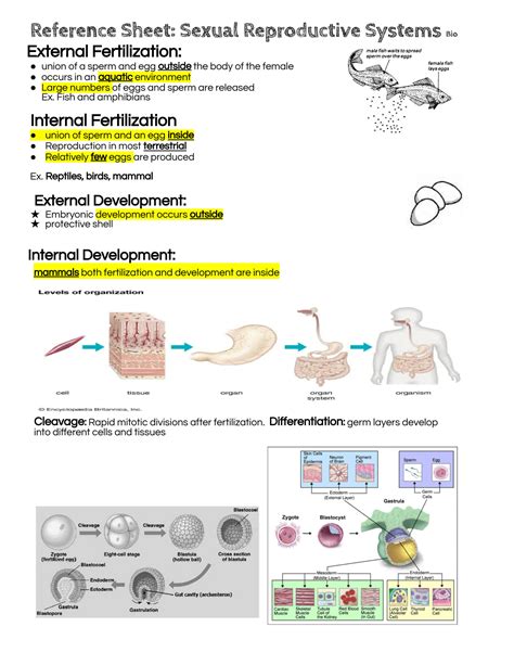 SOLUTION Sexual Reproductive Systems Reference Sheet Biology Studypool