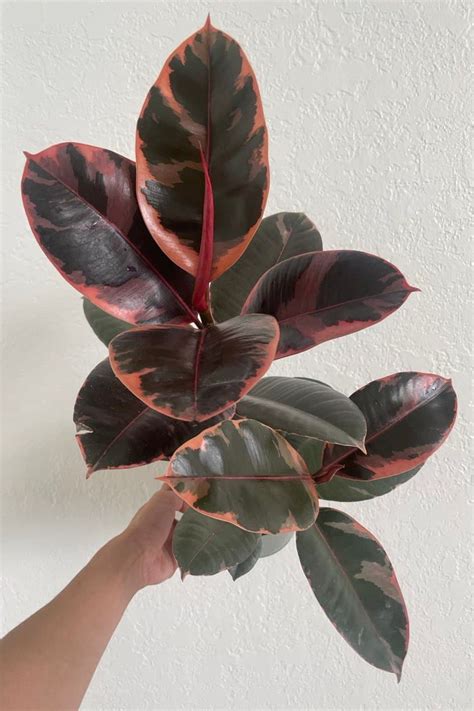 Ficus Elastica Pink Ruby Variegated Two Stems ~ 18 Tall Etsy
