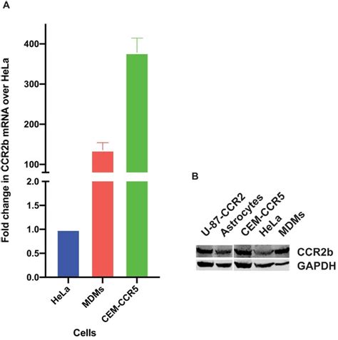 Figures And Data In Ccl2 Mobilizes Alix To Facilitate Gag P6 Mediated