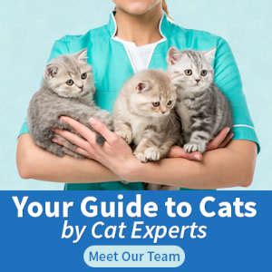 How To Determine The Sex Of A Cat Cat World