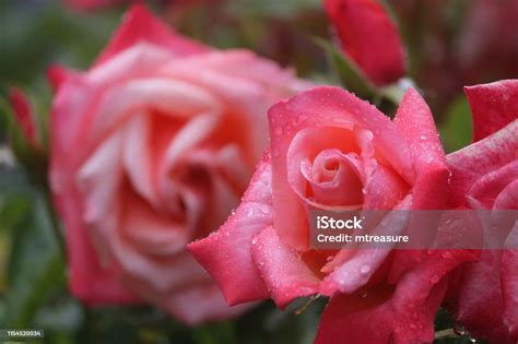 비이 슬에 꽃 정원에서 성장 물방울과 꽃 붉은 장미의 이미지 향기로운 빨간 장미 꽃 봉 오리 흐린 정원 배경 꽃 장식 발렌타인 데이 꽃꽂이 웨딩 부케에 대 한 장미의 낭만적