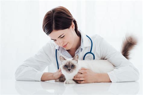 Gabapentin For Cats Usage Safety Dosage And Side Effects