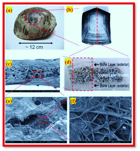 Multiscale Hierarchy And The Shell Of Turtle A A Morphology Of The Download Scientific