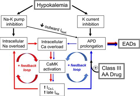 Electrophysiology Of Hypokalemia And Hyperkalemia Circulation Arrhythmia And Electrophysiology