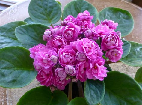 Sequoia LEAF SET NOT A FINISHED PLANT