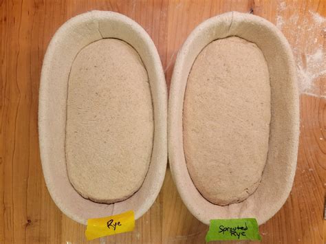 Rye Versus Sprouted Rye In Bread Baking Breadtopia