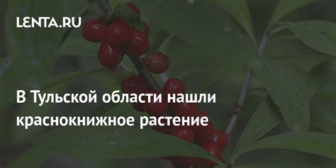 В Тульской области нашли краснокнижное растение Природа Моя страна