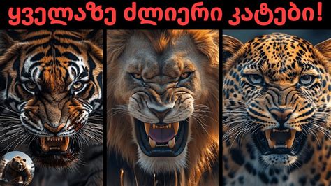 10 უძლიერესი ველური კატა დედამიწაზე Youtube