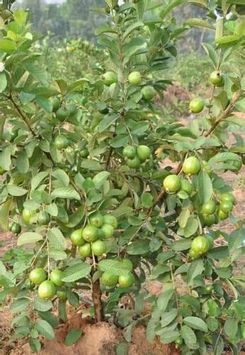 Tree Fertilizer For Agriculture At Rs 150 Kg In Hardoi Id 26470255873