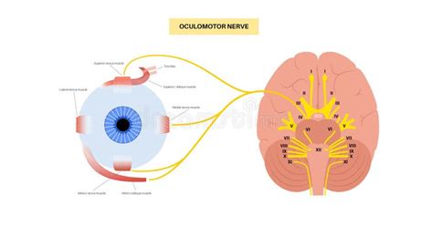 Oculomotor Nerve Anatomy Illustrations And Diagrams Of The 12 Pairs Of