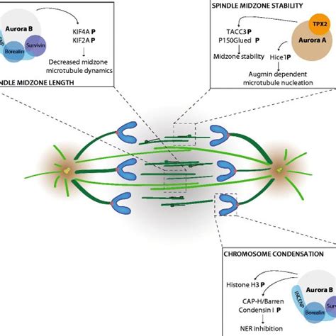 Aurora Kinases And Their Late Mitotic Substrates Aurora A Brown Download Scientific Diagram