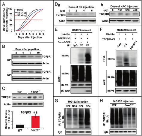 Degradation Of Ubiquitinated Tgfβri In Response To Ros Signaling Via
