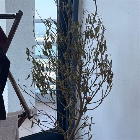 ☀️ Optimal Temperature For Your Citrus Tree