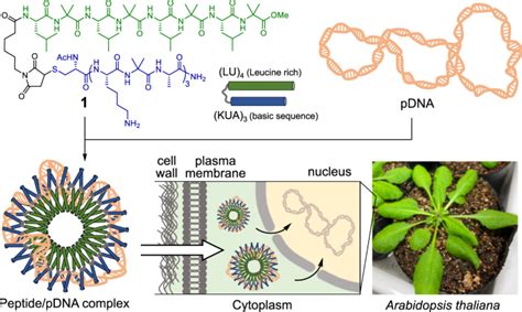 通过基本亮氨酸拉链结构域构建用于植物基因转染的肽 质粒 Dna 复合物 Polymer Journal X Mol